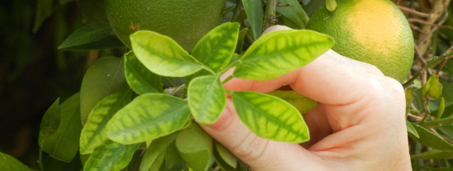 Magnesium and Manganese Deficiencies in Citrus